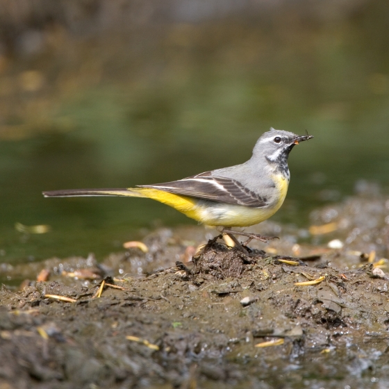Grey Wagtail